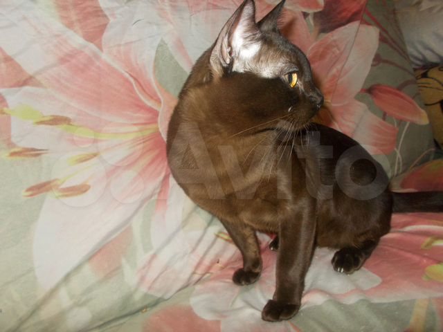 Продаю бурманского котика